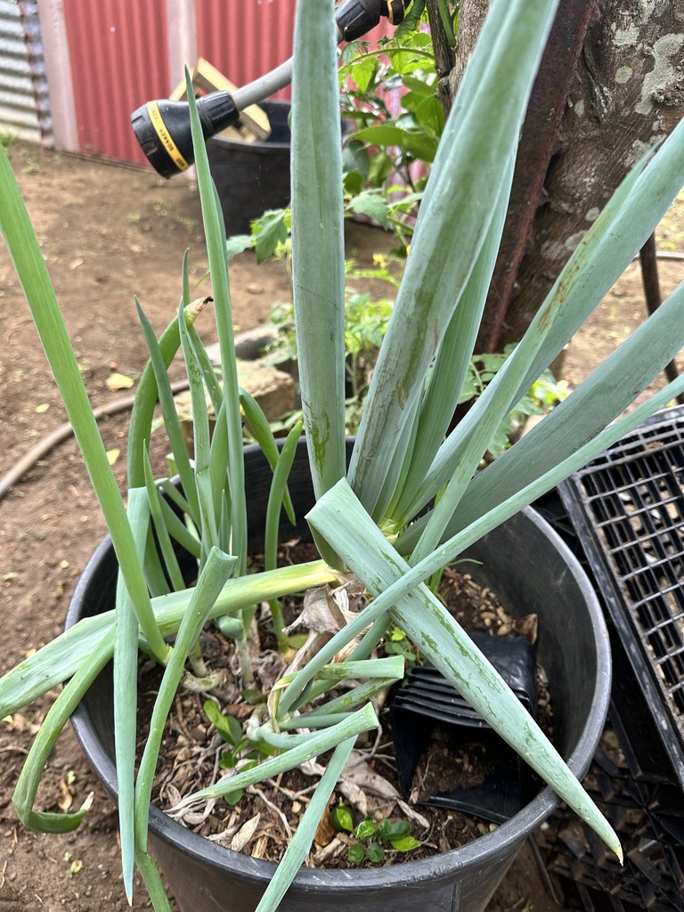 Common Onion from Hawaiʻi, Hawi, HI, US on March 14, 2024 at 02:36 PM ...