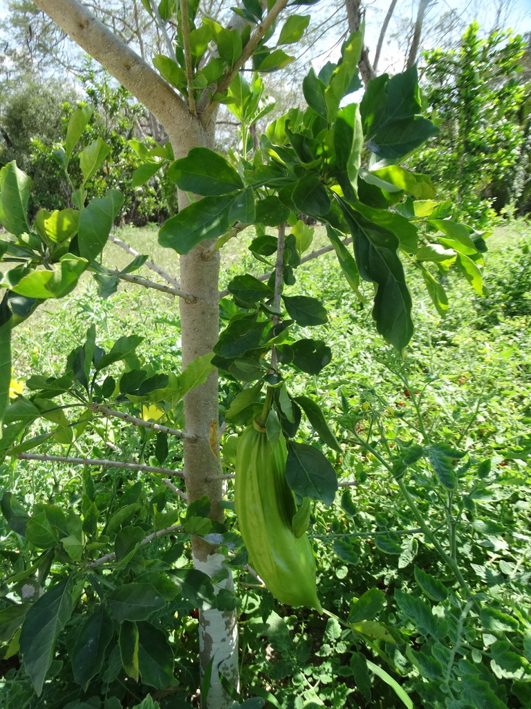 cuachilote from Itzincab, Yuc., México on March 13, 2024 at 02:49 PM by ...