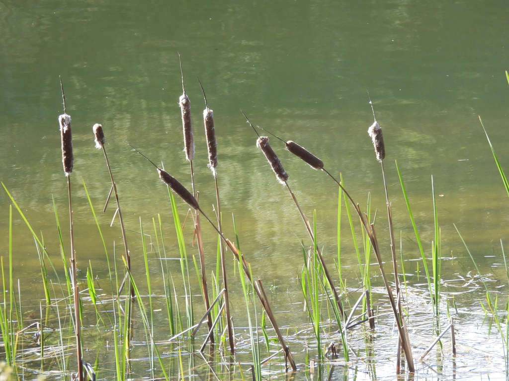 Cattails from Lake Lagunitas, California 94904, USA on March 11, 2024 ...