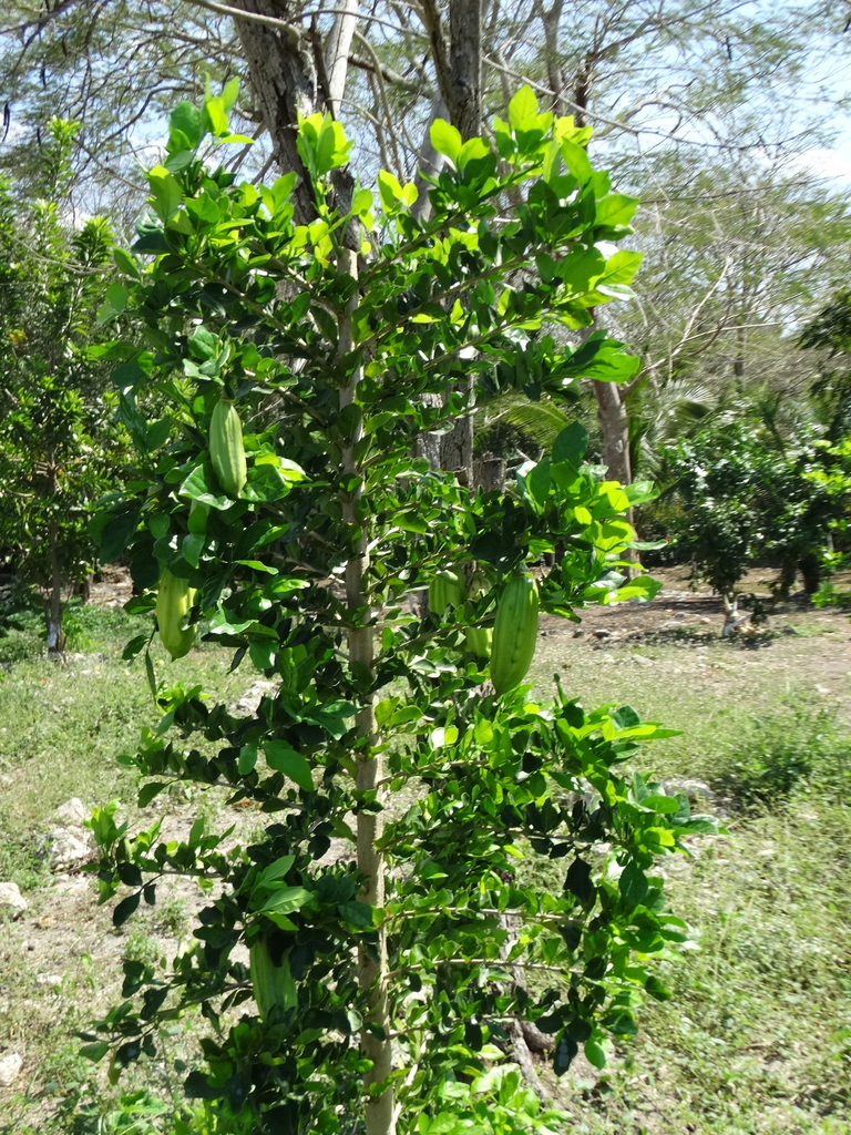 cuachilote from Itzincab, Yuc., México on March 13, 2024 at 02:50 PM by ...