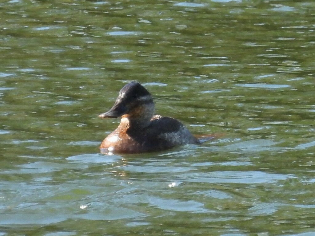 Ruddy Duck from Lake Lagunitas, California 94904, USA on March 11, 2024 ...