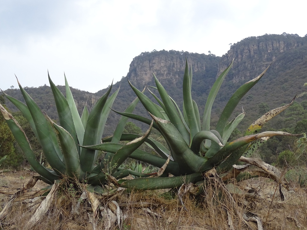 Maguey pulquero desde Tlaxco, Tlax., México el 14 de mayo de 2023 a las ...