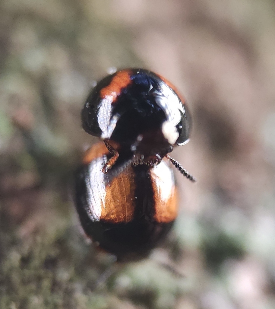 Leiochrinini from Central Water Catchment, Singapore on February 27 ...
