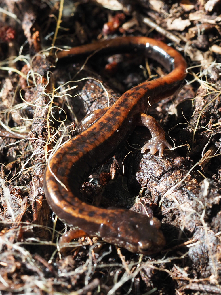 Western Red-backed Salamander from East Sooke Regional Park - Aylard ...