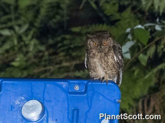 Japanese Scops-Owl from Yanbaru Natonal Park on February 23, 2024 by ...