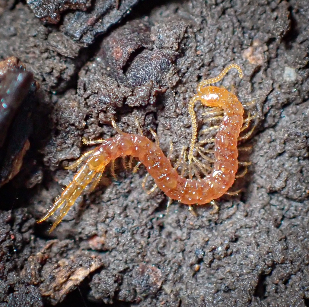 Cryptops from Joplin, MO, USA on March 10, 2024 at 05:01 PM by Thomas Hernandez · iNaturalist
