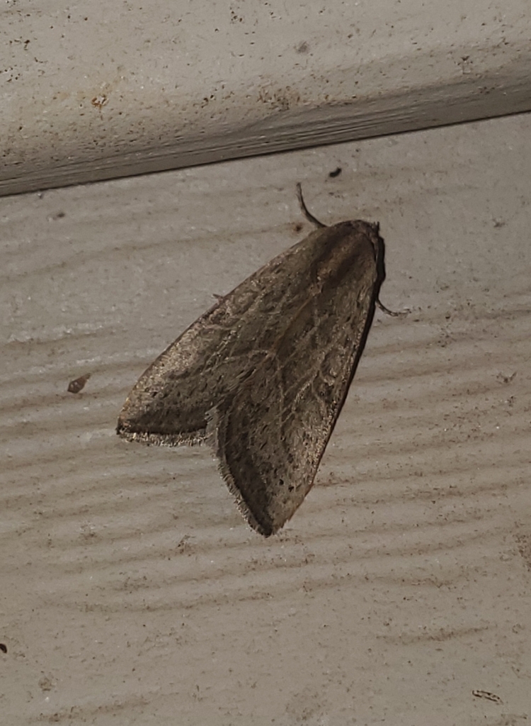 Wedgling Moth from Harrah, OK 73045, USA on March 14, 2024 at 09:45 PM ...