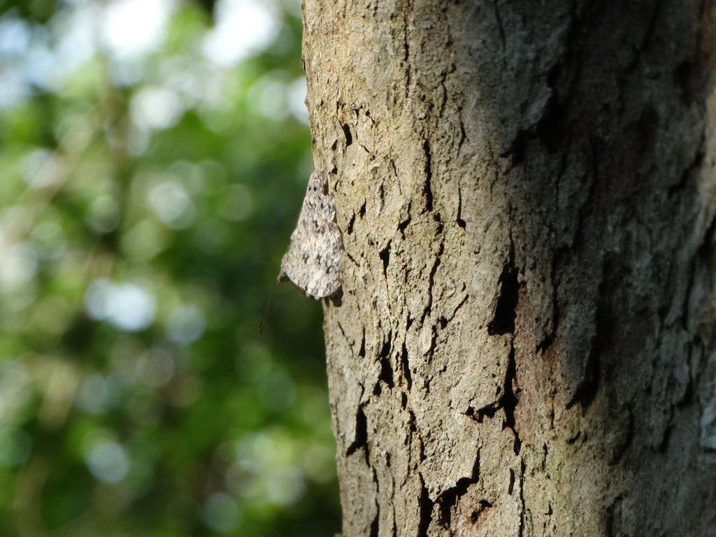 Hamadryas februa ferentina from 97377 Tekik de Regil, Yuc., México on ...