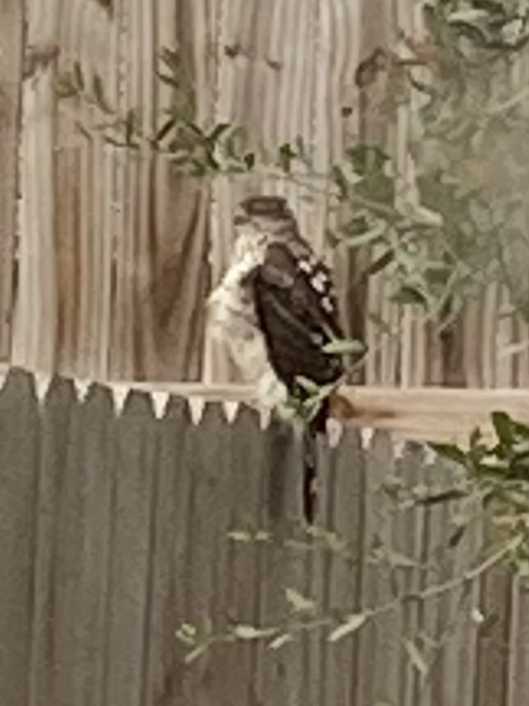 Cooper's Hawk from Juno Springs Way, McKinney, TX, US on February 29 ...