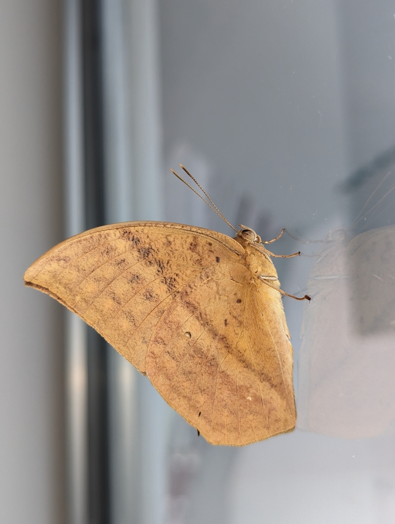 Common Duffer from Bardang, Sikkim 737134, India on March 15, 2024 at ...