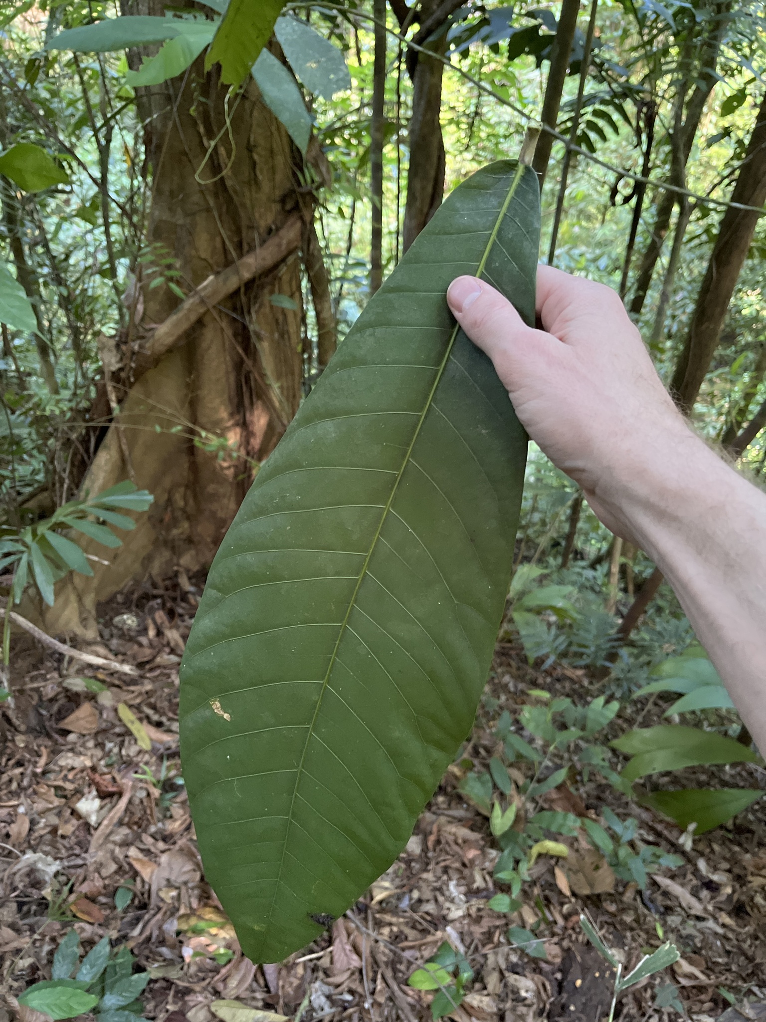 STRI Research Portal Detailed Collection Record Information