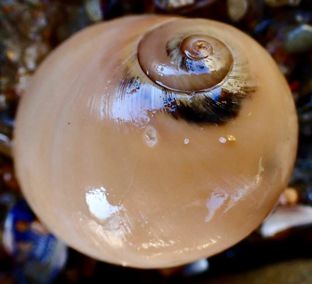 Bladder Moon Snail from Burleigh Heads Rocky Shores QLD, Australia on ...