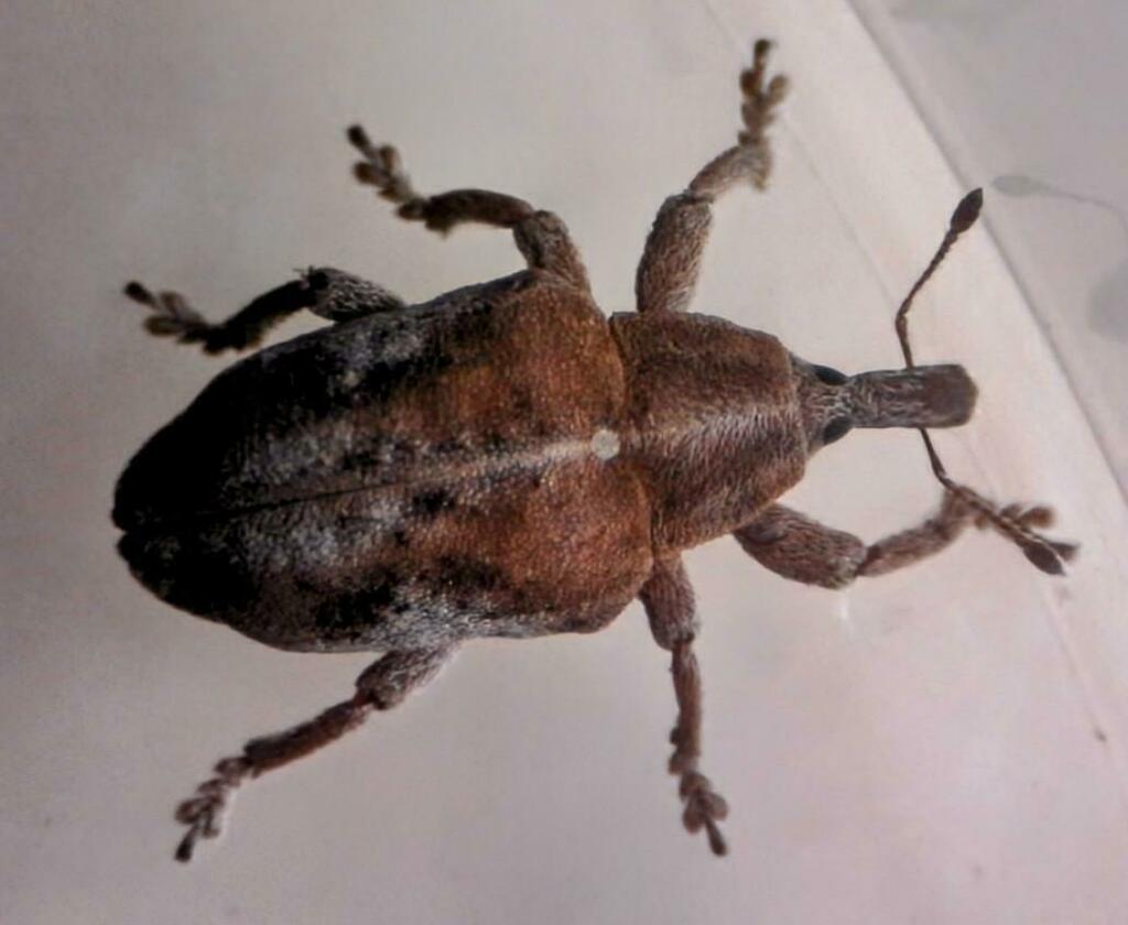 True Weevils from Fernley Site A, Perry Bridge VIC 3862, Australia on ...
