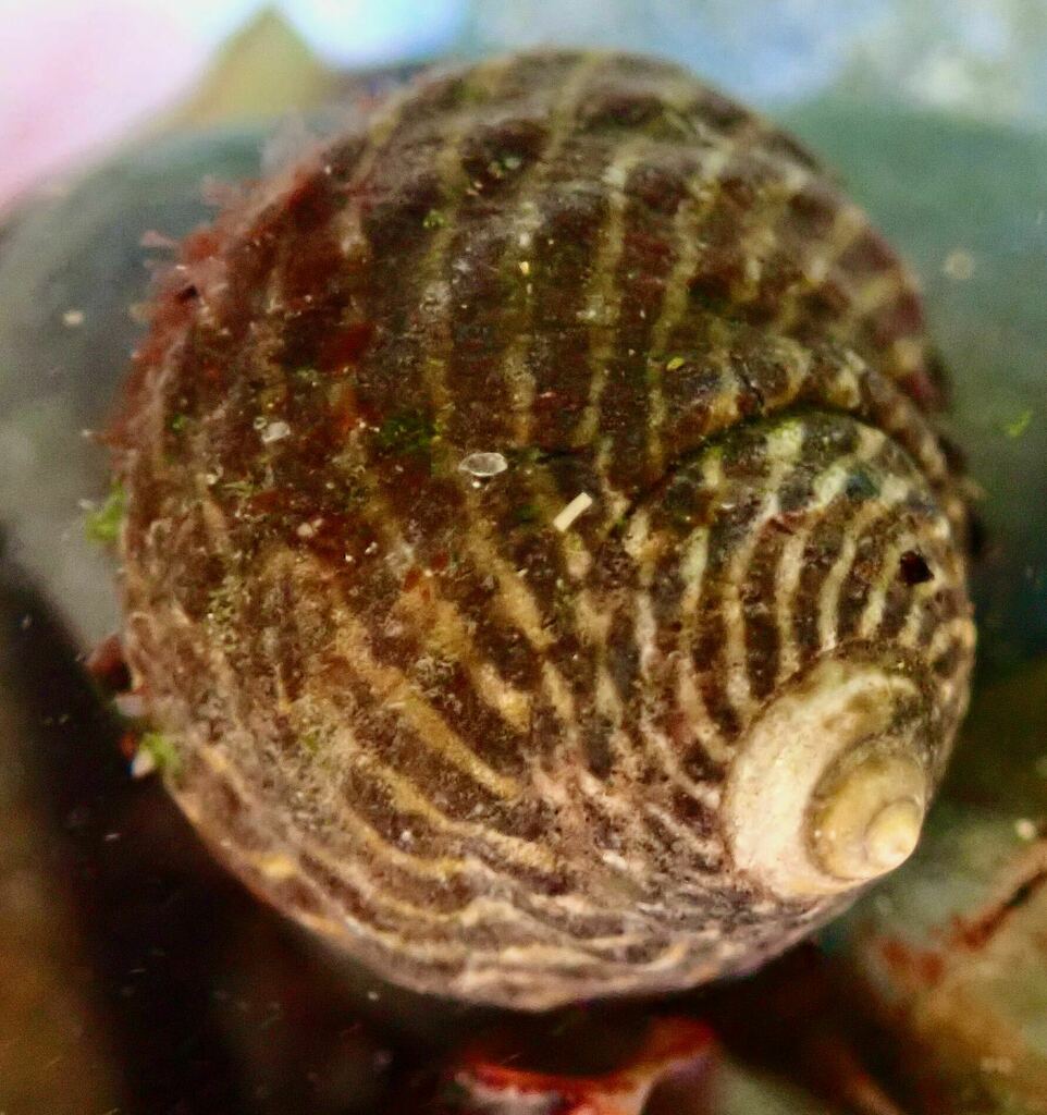 Zebra Top Snail from Burleigh Heads Rocky Shores QLD, Australia on ...