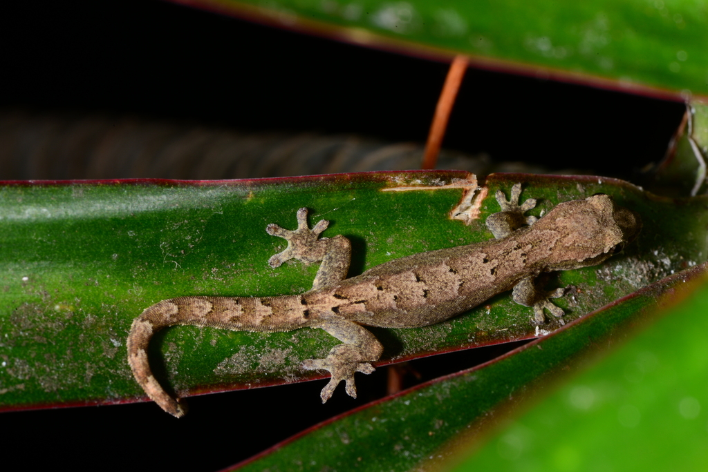 Mourning Gecko from San José, González Lahmann, Costa Rica on March 14 ...