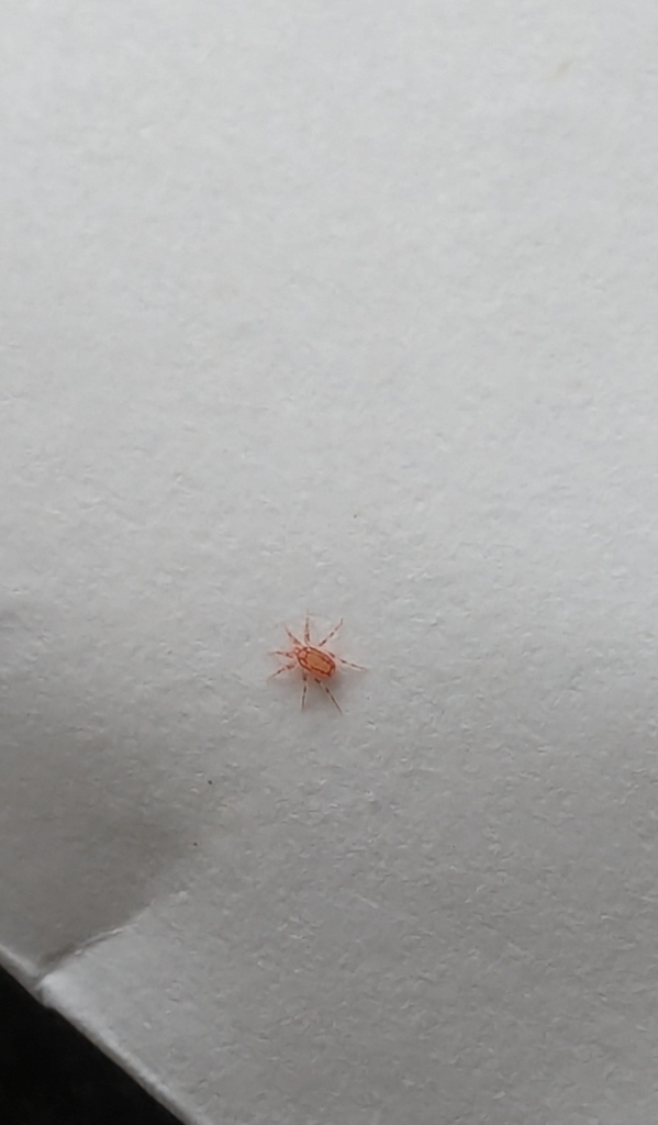 Erythracaridae from Bacchus Marsh VIC 3340, Australia on January 13 ...