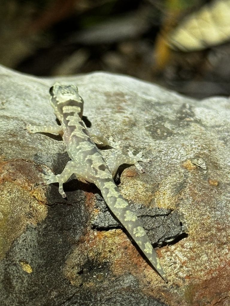Robust Velvet Gecko from Blackdown Tableland National Park, Blackdown ...
