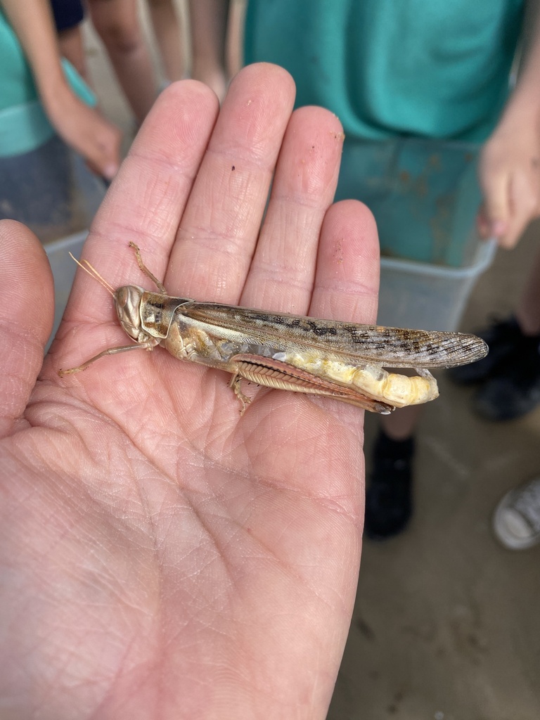 Spur-throated Locust from Tasman Sea, Ocean Grove, VIC, AU on March 15 ...