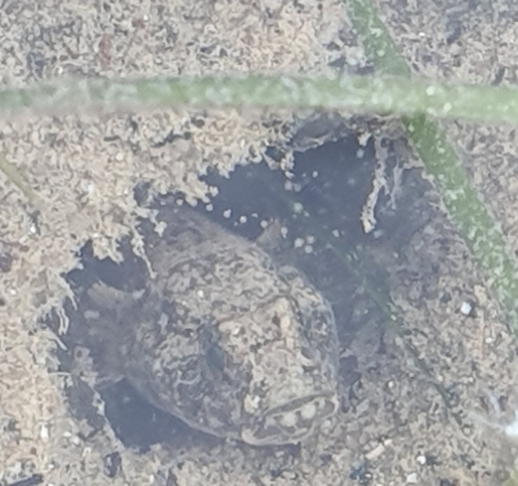 Brown Drombus (Drombus triangularis) - Marine Life Identification