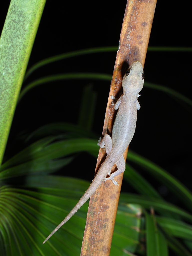Asian House Gecko from 814台灣高雄市仁武區 on March 11, 2024 at 07:12 PM by Tzu ...