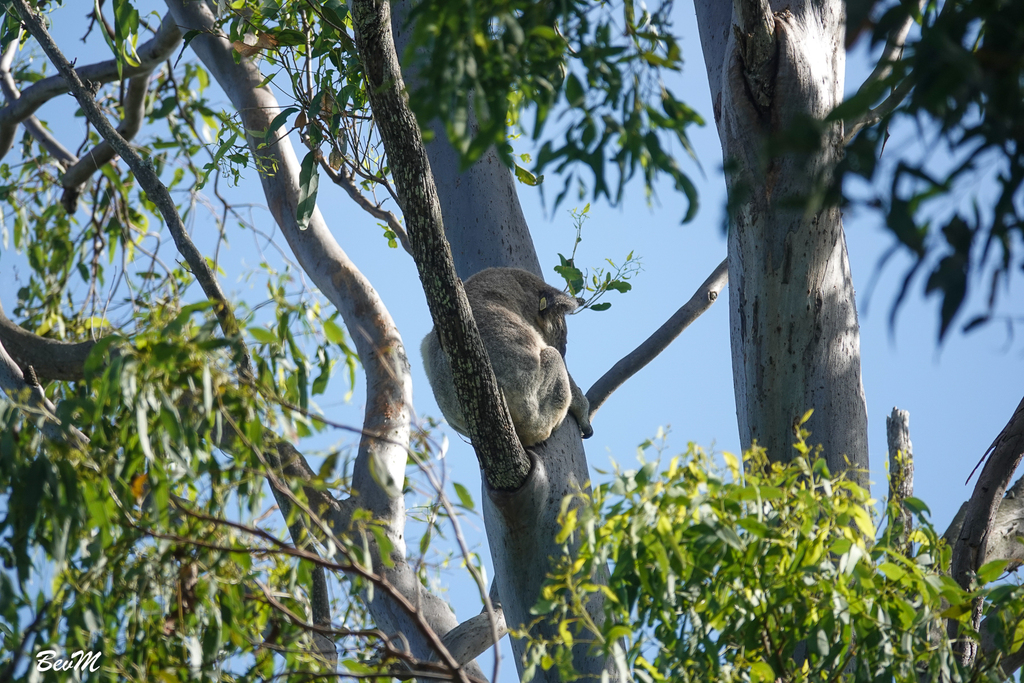 Koala from Kane Cr, Mansfield, QLD, AU on March 15, 2024 at 08:35 AM by ...