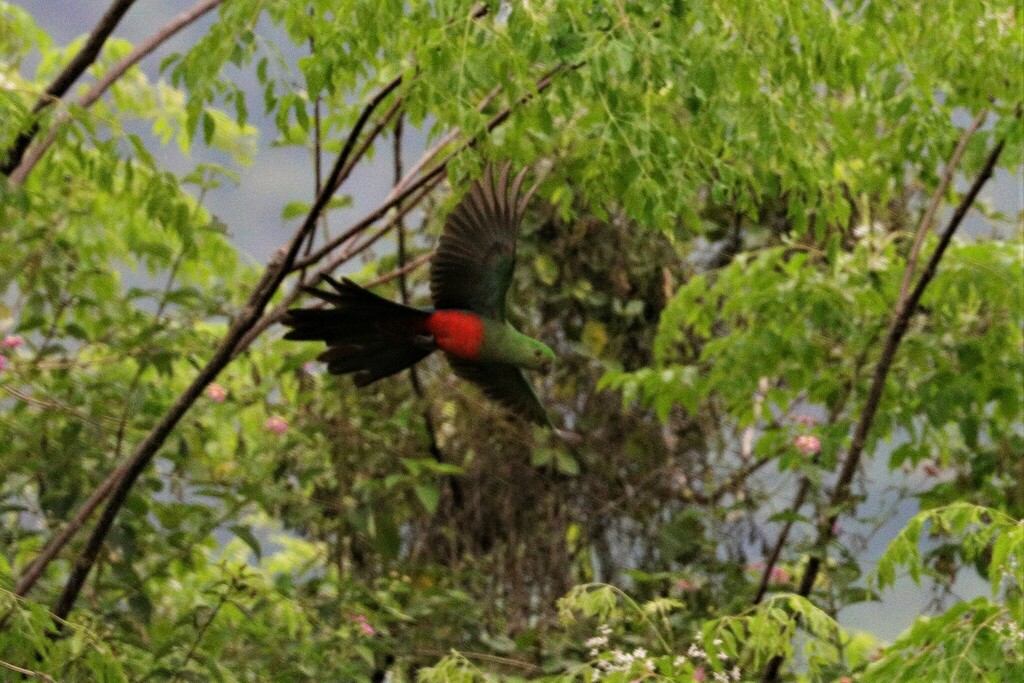 Australian King Parrot from Netherdale QLD 4756, Australia on September ...