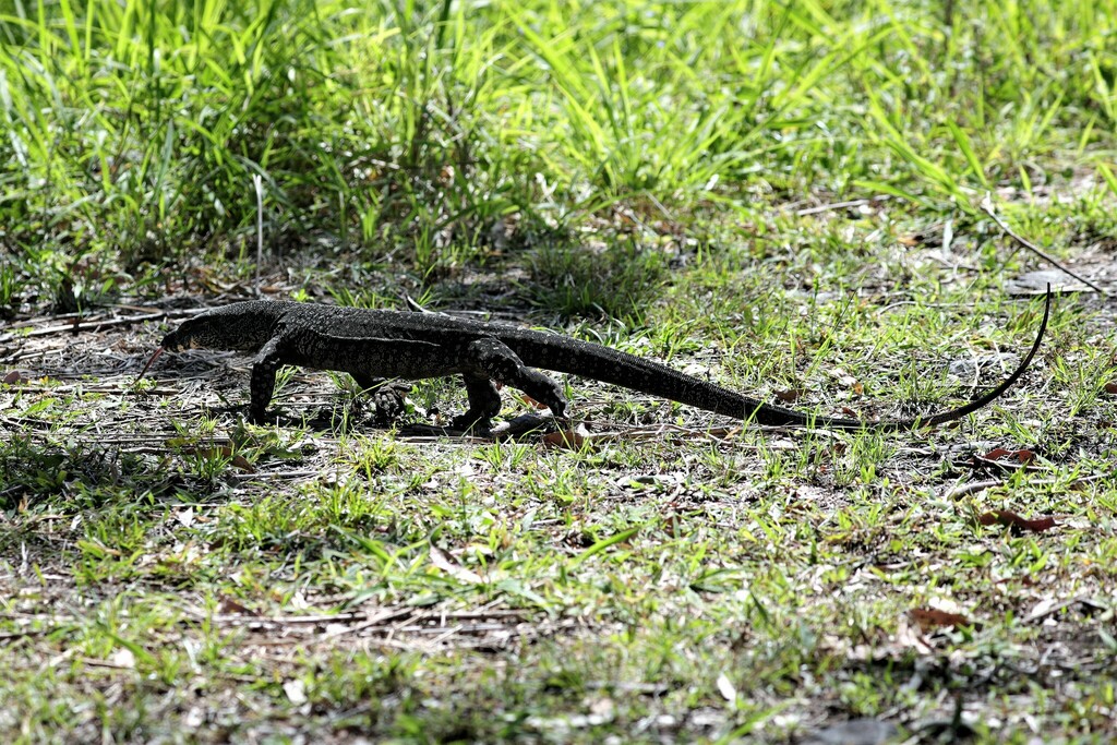 Lace Monitor from Netherdale QLD 4756, Australia on 04 September, 2022 ...