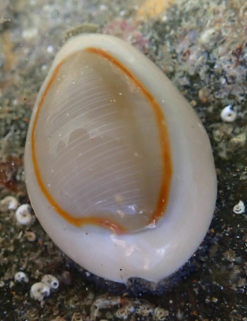 Gold Ring Cowry from Burleigh Heads Rocky Shores QLD, Australia on ...