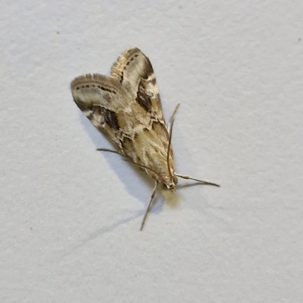 cabbage centre grub from Cranbourne VIC 3977, Australia on March 10 ...