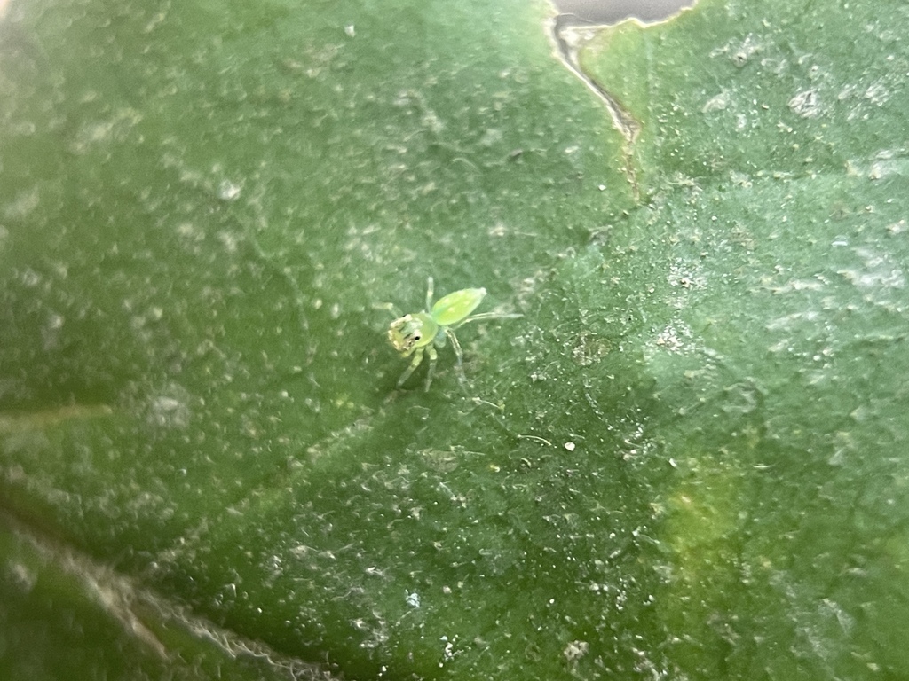 Epeus glorius from 八仙嶺, 新界, HK on February 17, 2024 at 03:44 PM by ...