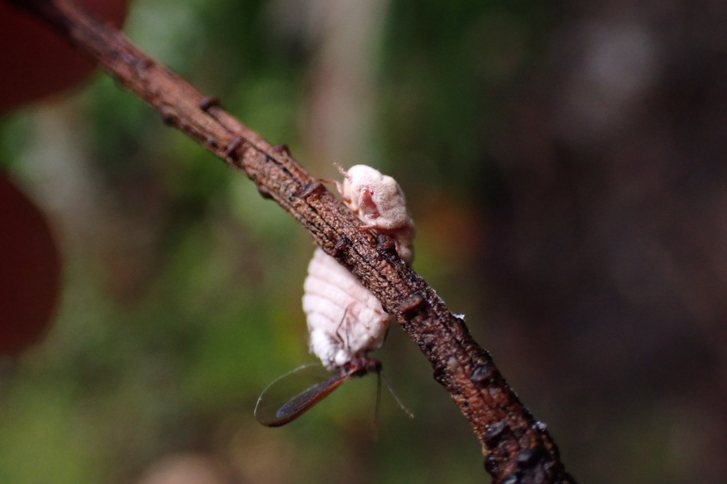 Giant Scale Insects from Hapuka Estuary Walk, Jackson Bay 7886, New ...