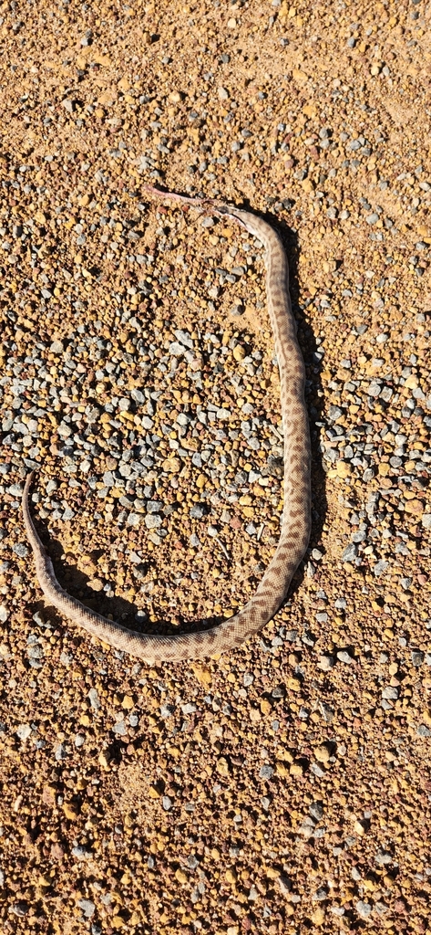 Children's Python from Kalbarri National Park WA 6536, Australia on ...
