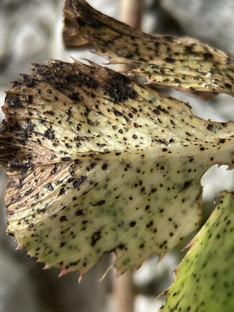 Polythrincium trifolii from Mangawhai, New Zealand on January 21, 2024 ...