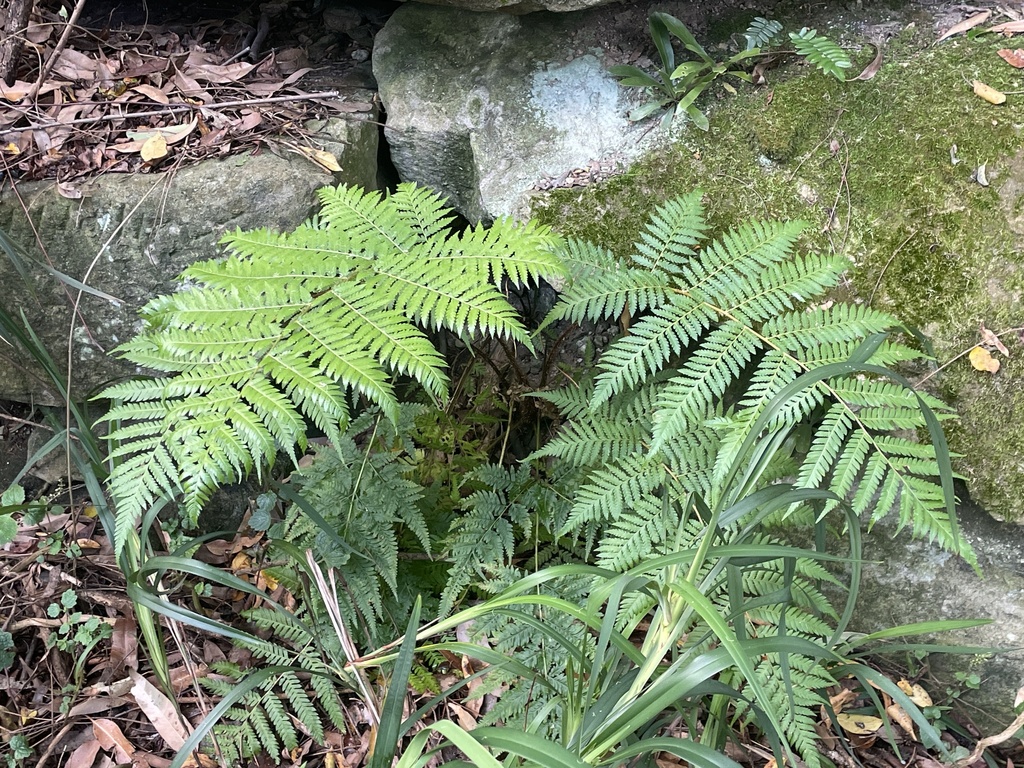 ferns in March 2024 by Alex Pintsen JIN · iNaturalist