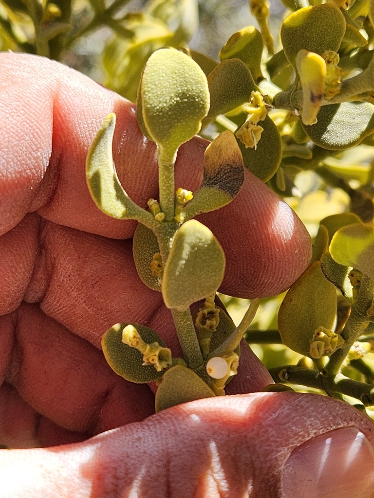 American Mistletoe from 22771 B.C., México on March 12, 2024 at 01:26 ...