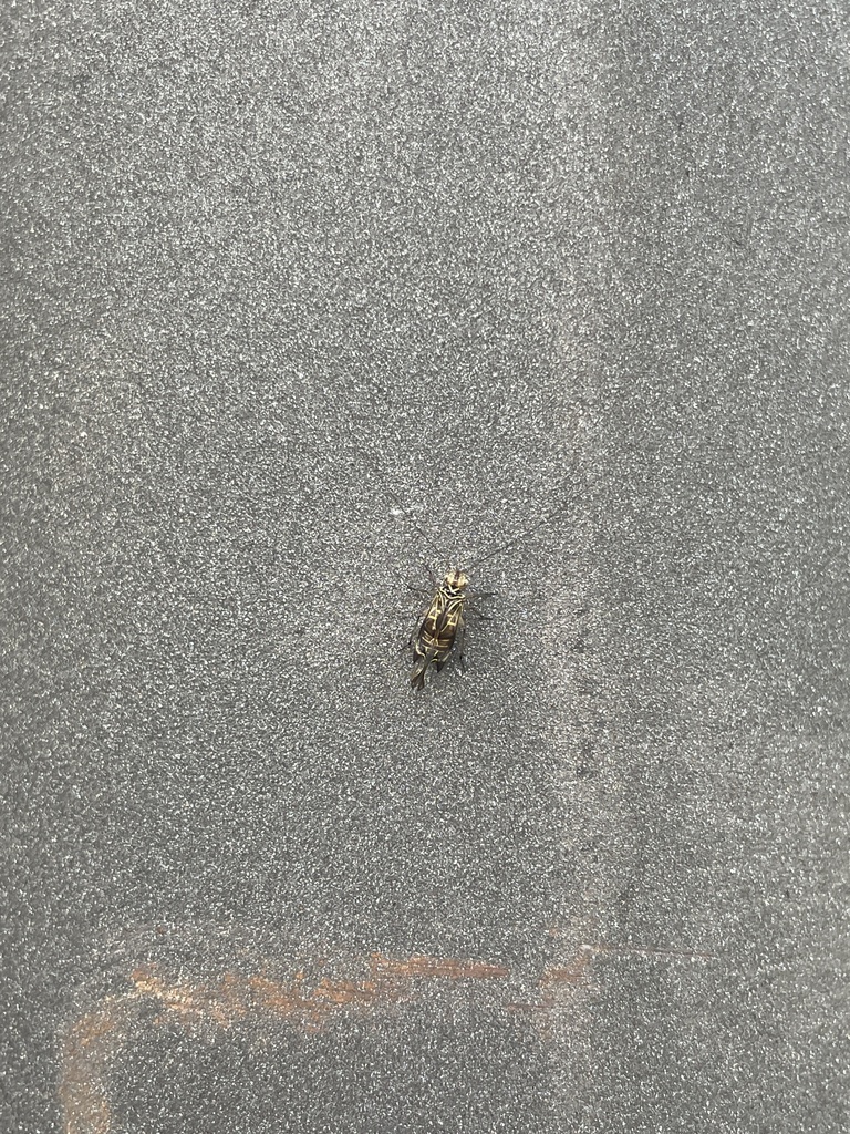 Barklice, Booklice, and Parasitic Lice in March 2024 by Alex Pintsen ...