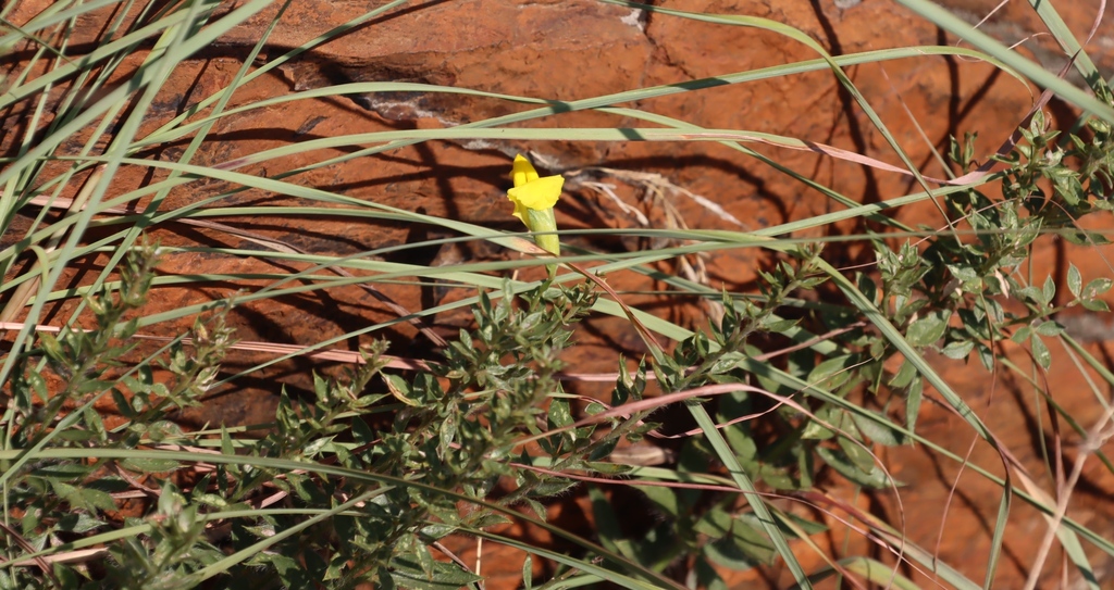 Frilly Pea from Ridge s of Main Road, to Waterval Boven, opp Route 3 ...
