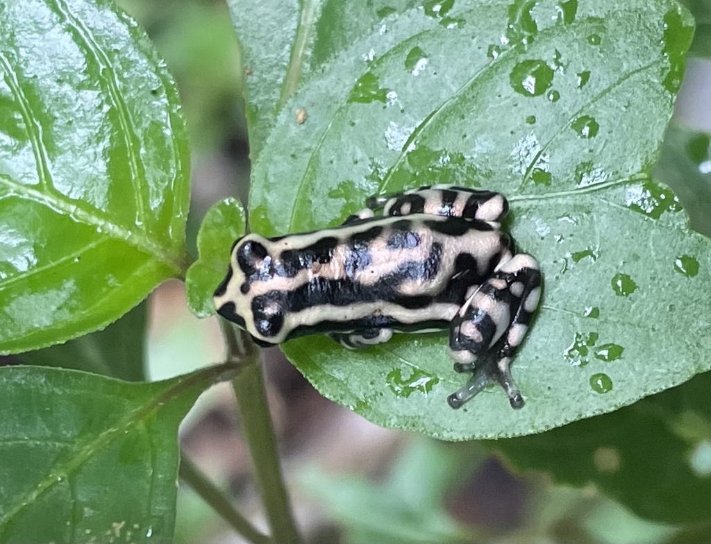 Tukeit Hill Frog from Saint-Laurent-du-Maroni, GF on February 8, 2024 ...