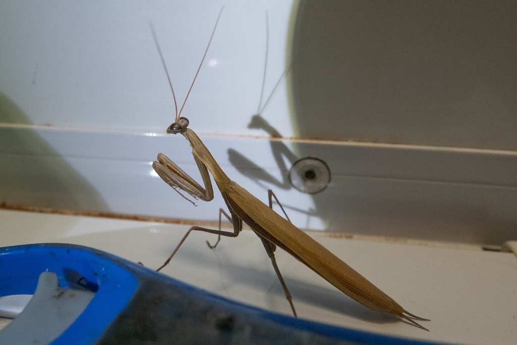 Eight-spot Mantis from Buntine WA 6613, Australia on October 20, 2023 ...