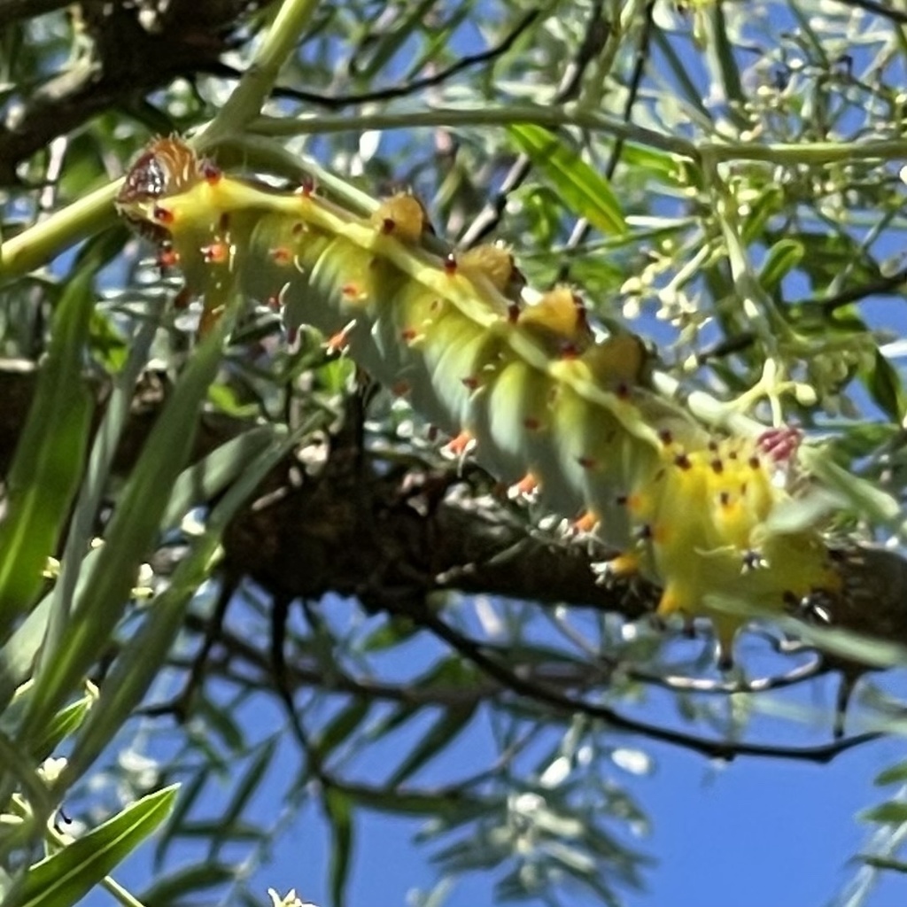 Emperor Gum Moth from Central Ward, Perry Bridge, VIC, AU on March 15 ...