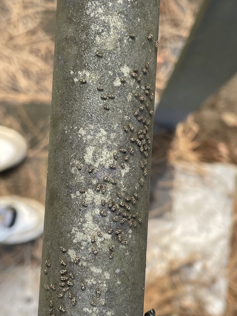 Barklice, Booklice, and Parasitic Lice from Hogan Park, Forest Lodge ...