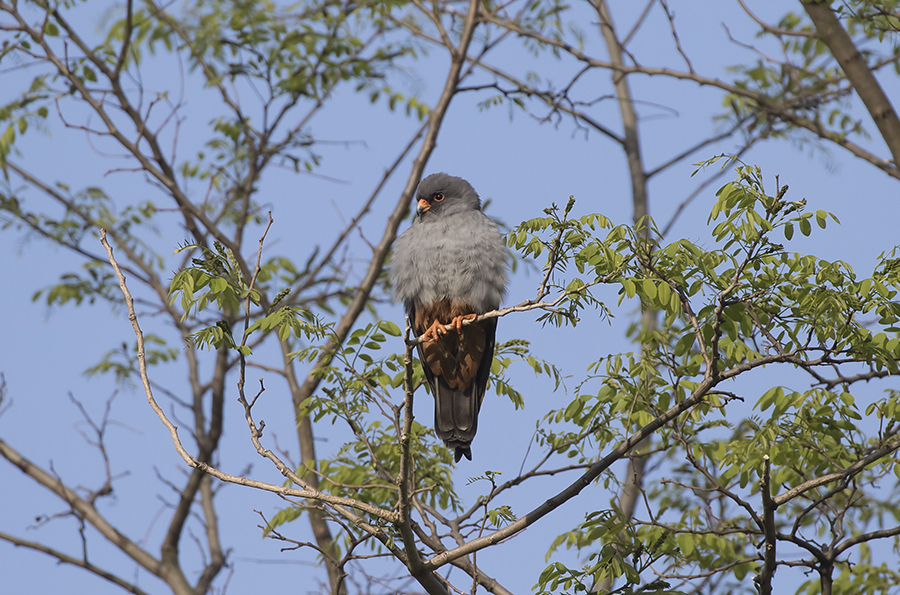 Red-footed Falcon in April 2019 by Roberto Brembilla · iNaturalist