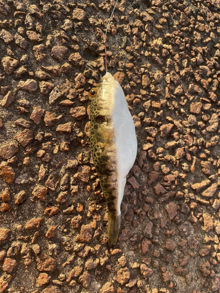Smooth Toadfish in March 2024 by Pintsen JIN · iNaturalist