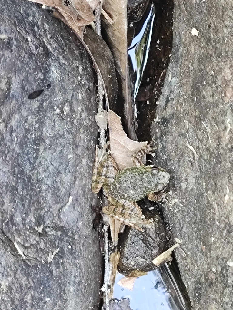 Hainan Torrent Frog in February 2024 by 董俊材 · iNaturalist