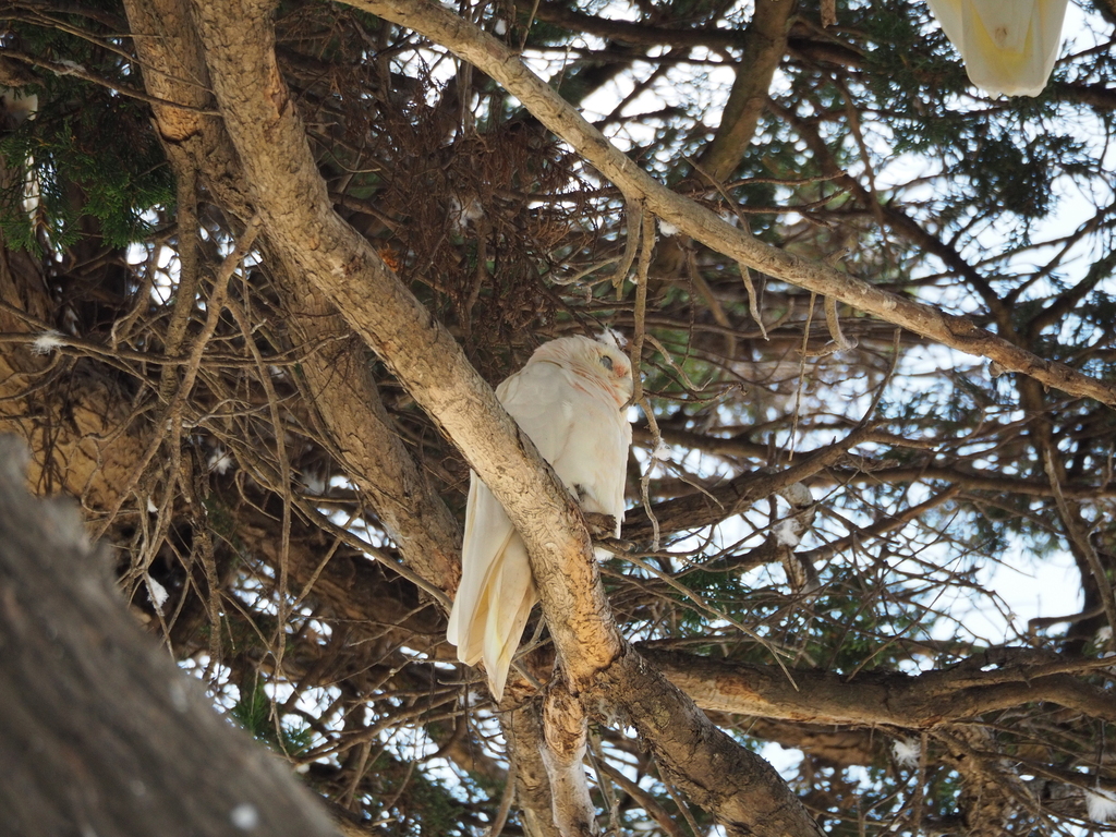 Long-billed Corella from Phillip Island, Victoria, Australia on March 7 ...
