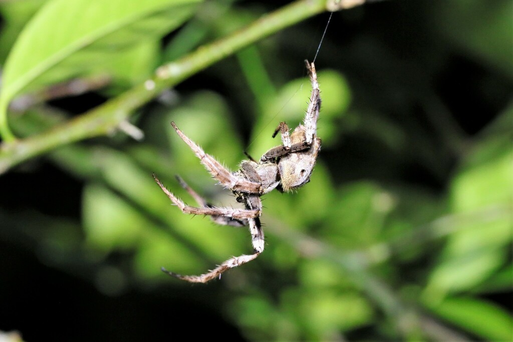 Australian Garden Orb Weaver from Netherdale QLD 4756, Australia on ...