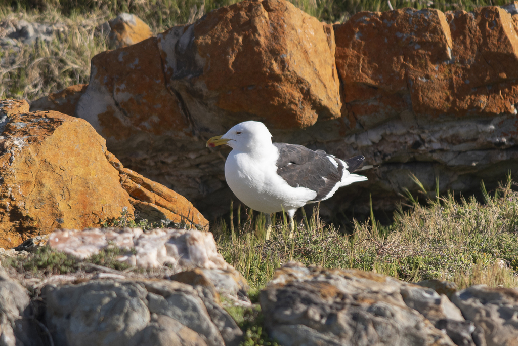 Cape Gull from Уэстерн Дистрикт, Южная Африка on February 19, 2024 at ...
