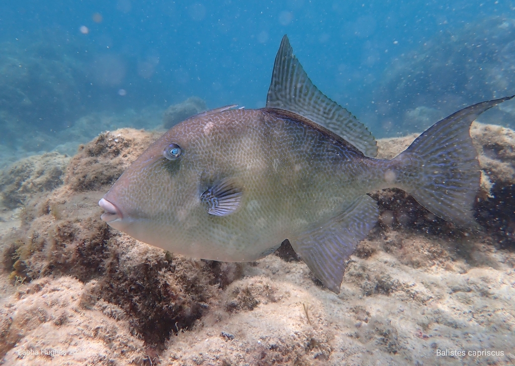 Grey Triggerfish from Spain on May 26, 2023 by Éabha Hughes · iNaturalist