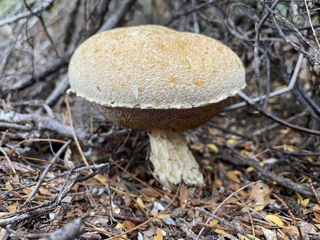 Austroboletus from Southwest National Park, Southwest, TAS, AU on March ...