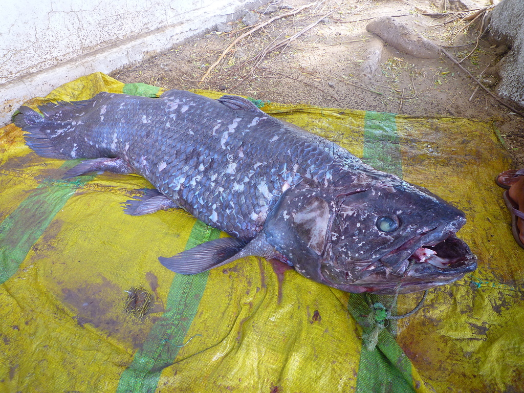 Lobe-finned Fishes (Sarcopterygii) - Marine Life Identification
